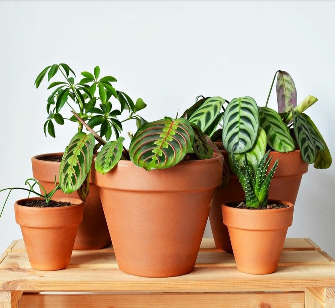 Macetas Kony – tienda.pottery.cl